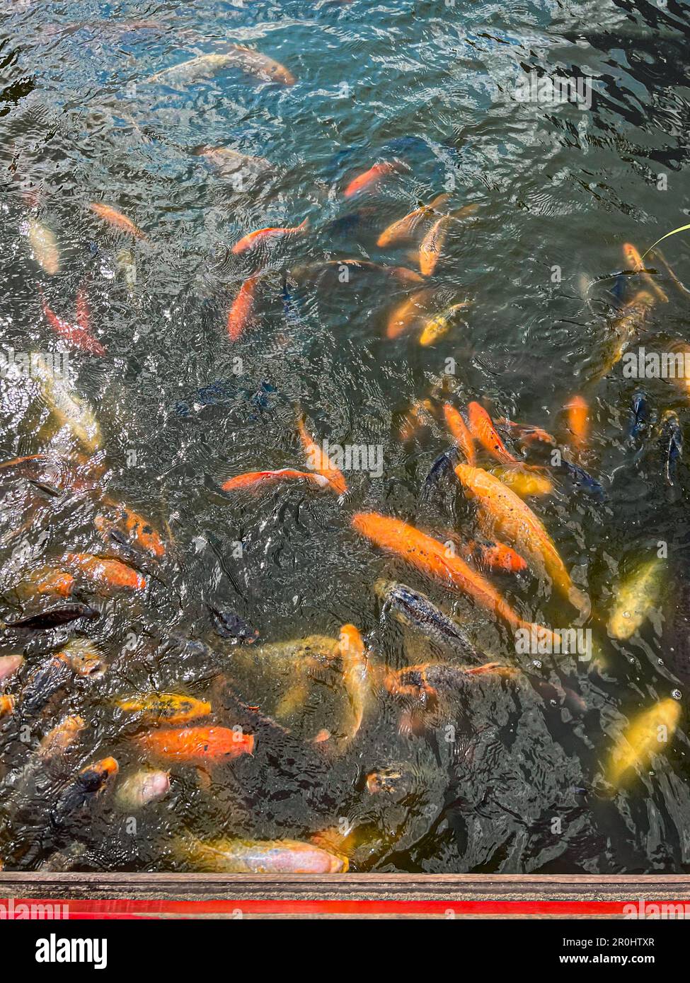 Many golden carps swimming in water outdoors Stock Photo - Alamy