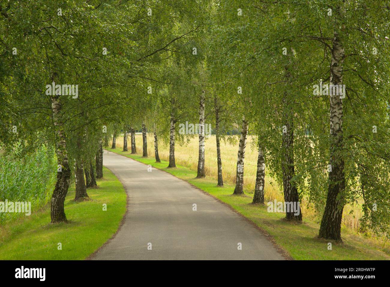 Birch alley, near Landsberg, Bavaria, Germany Stock Photo - Alamy