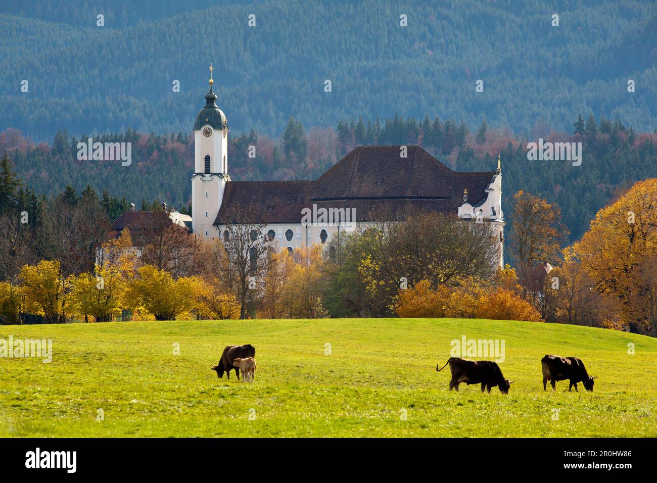 Grazing cattle in front of Wies church, near Steingaden, Allgaeu ...