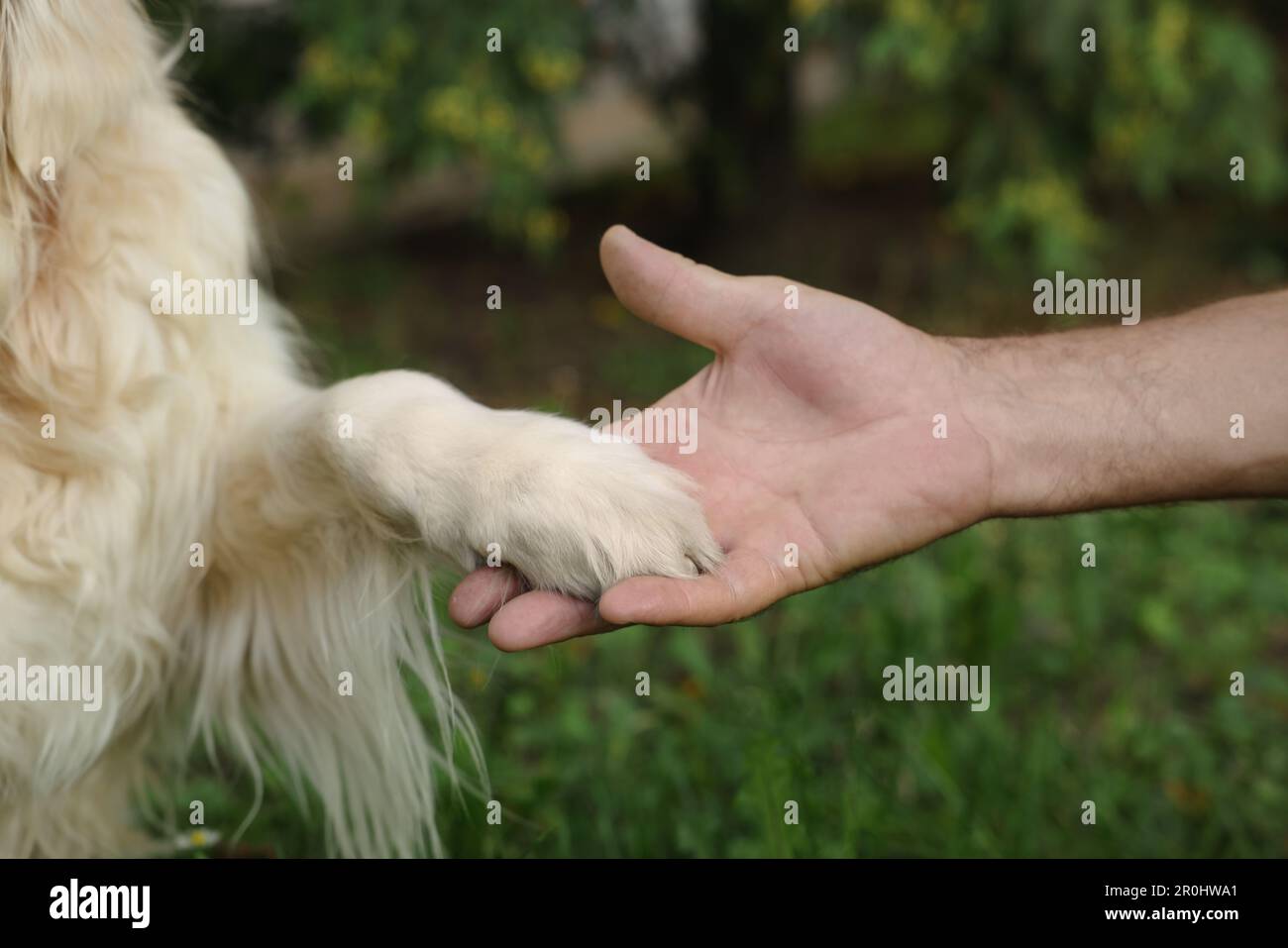 Hold in paw hi-res stock photography and images - Alamy