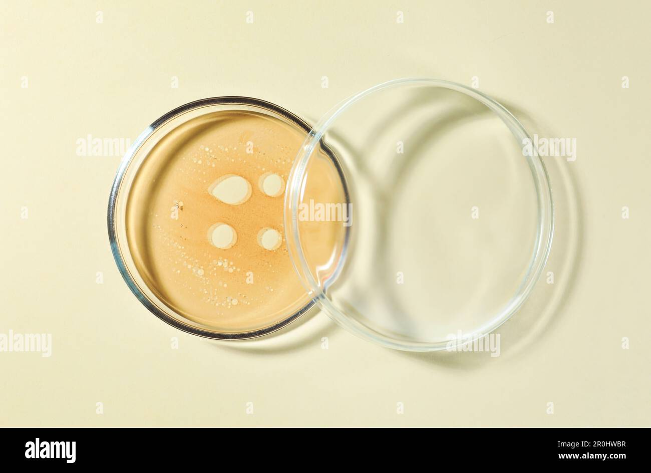Petri dish with color liquid and lid on beige background, flat lay ...