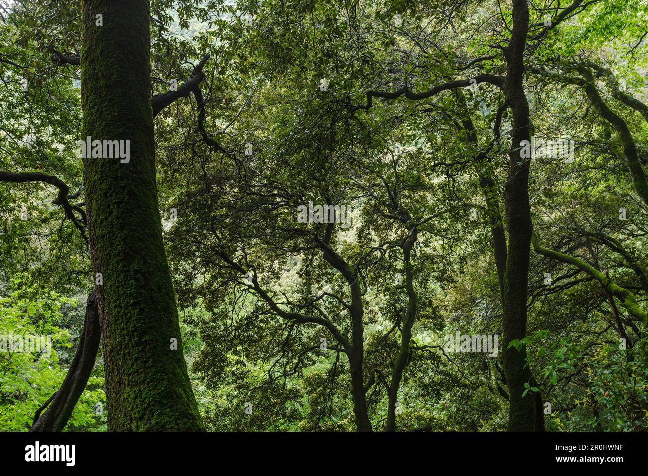 Holm Oaks, lat. Quercus ilex, steep forest at Eremo delle Carceri ...