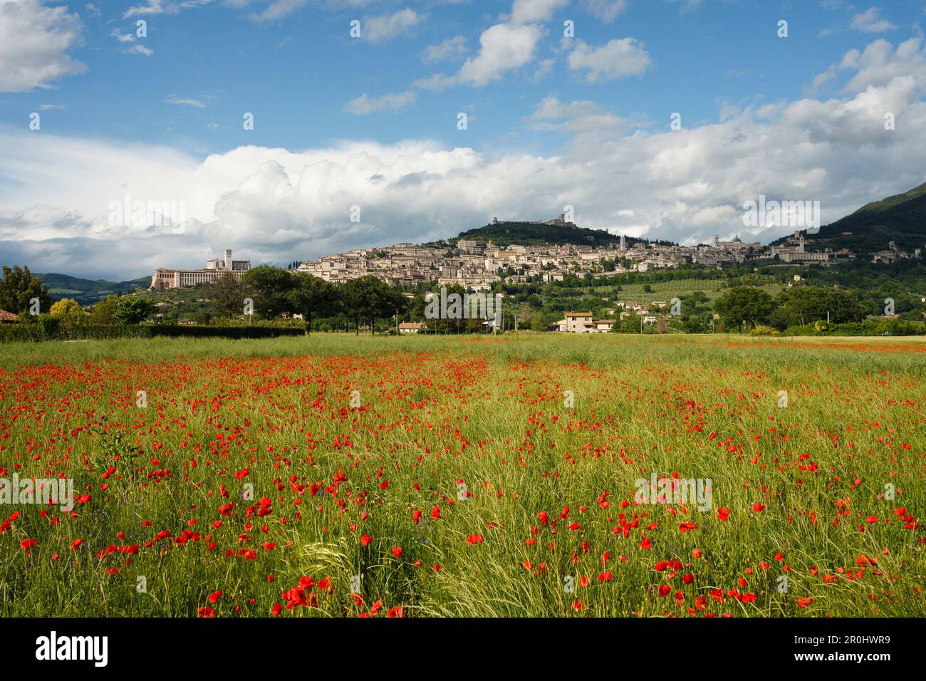 panorama of Assisi with poppy field, UNESCO World Heritage Site, St ...