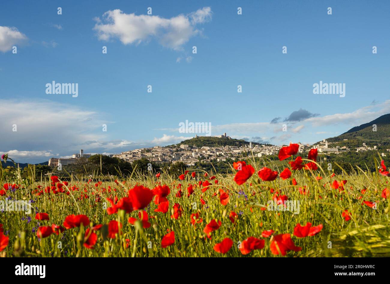 panorama of Assisi with poppy field, poppies, UNESCO World Heritage ...