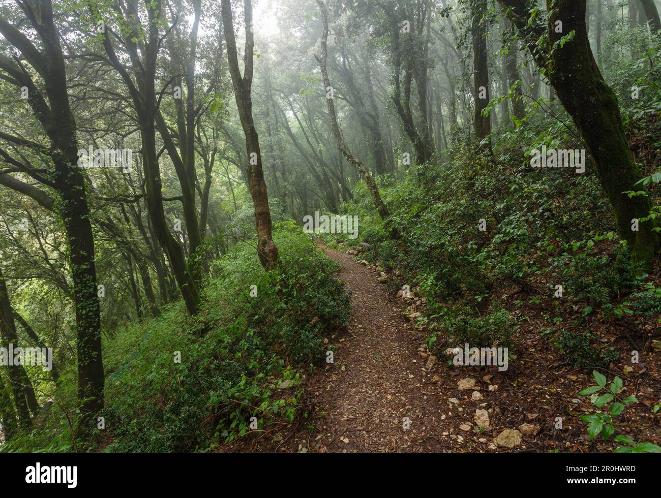 Steep forest at Eremo delle Carceri, wood above Assisi, Monte Subasio ...