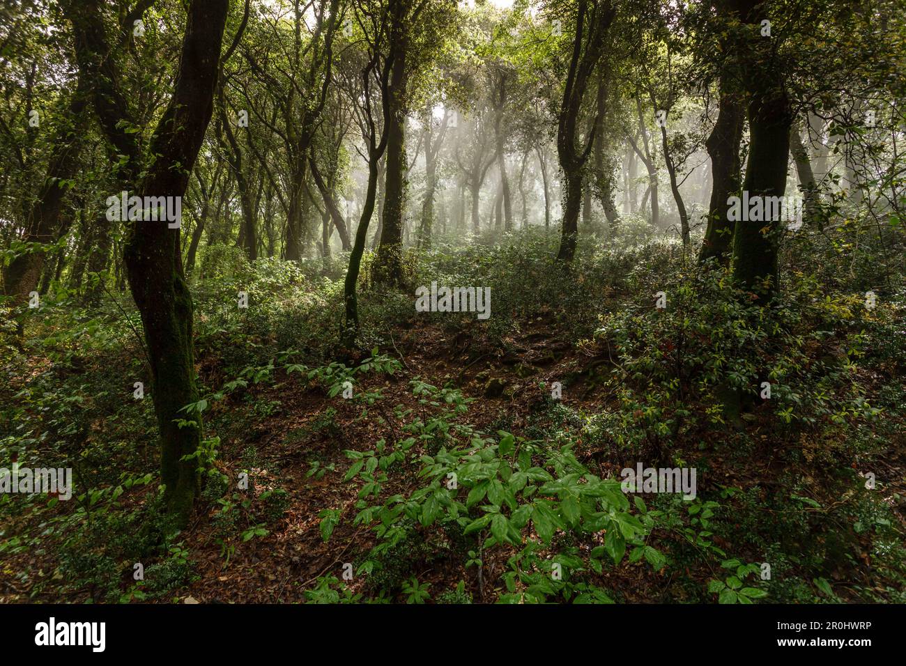 Holm Oaks, lat. Quercus ilex, steep forest at Eremo delle Carceri, wood ...