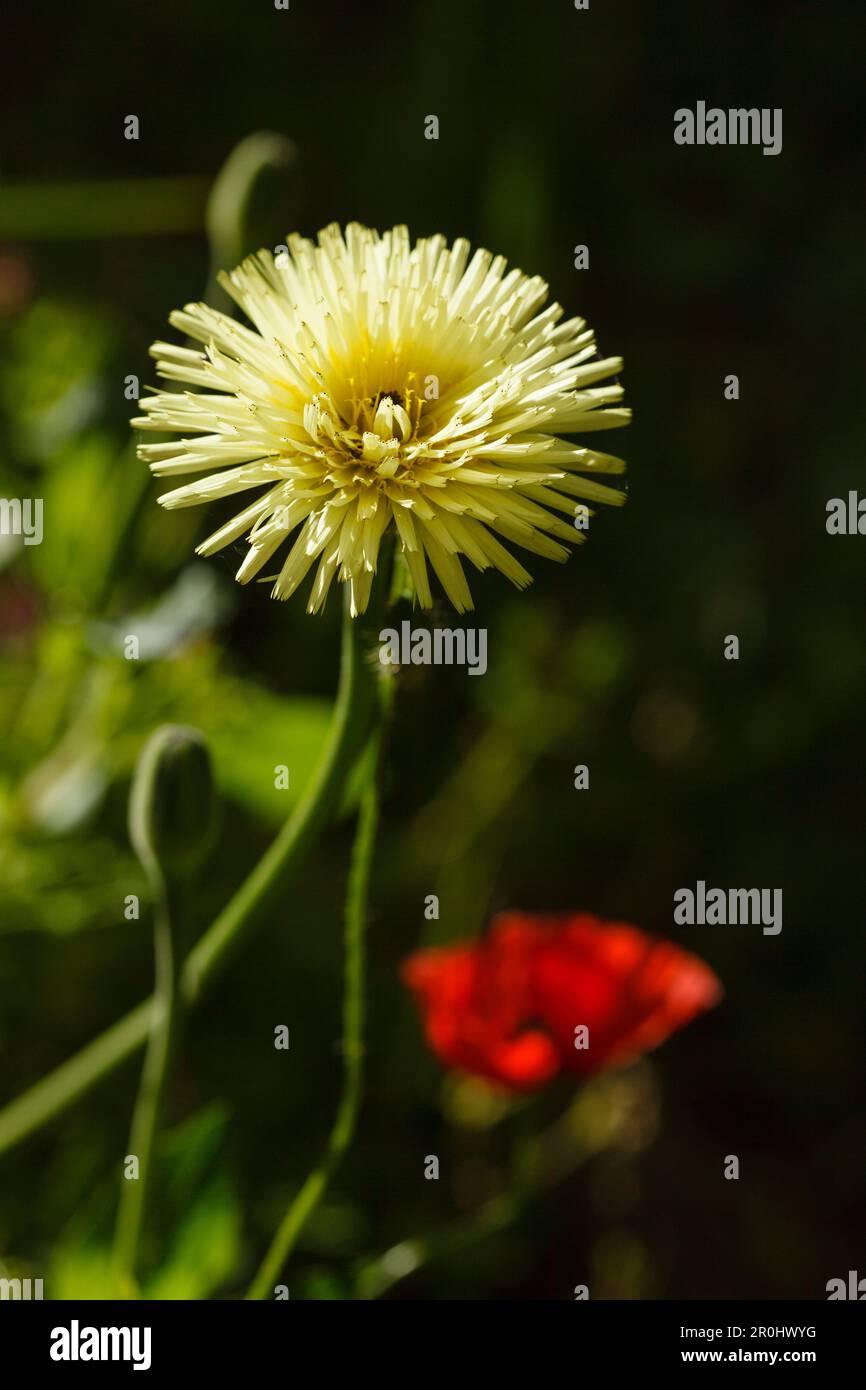 Dandelion, lat. Leontodon, yellow flower in a poppy field near Assisi ...
