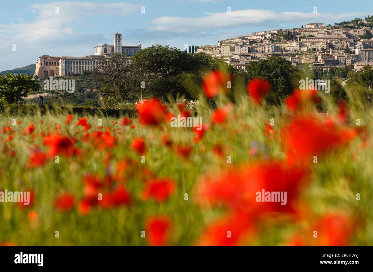 Assisi with Basilica of San Francesco d Assisi, poppy field, UNESCO ...