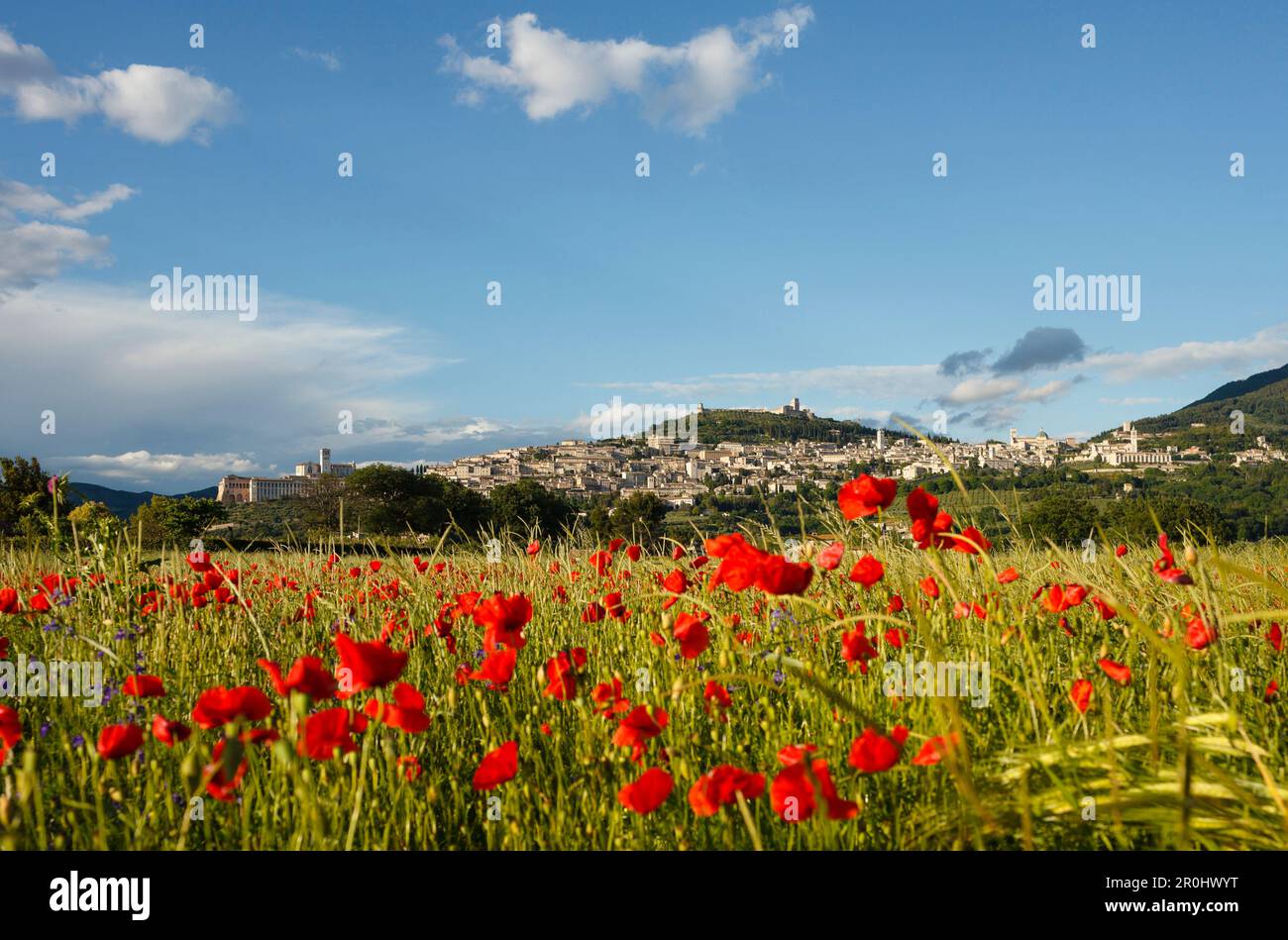 panorama of Assisi with poppy field, poppies, UNESCO World Heritage ...