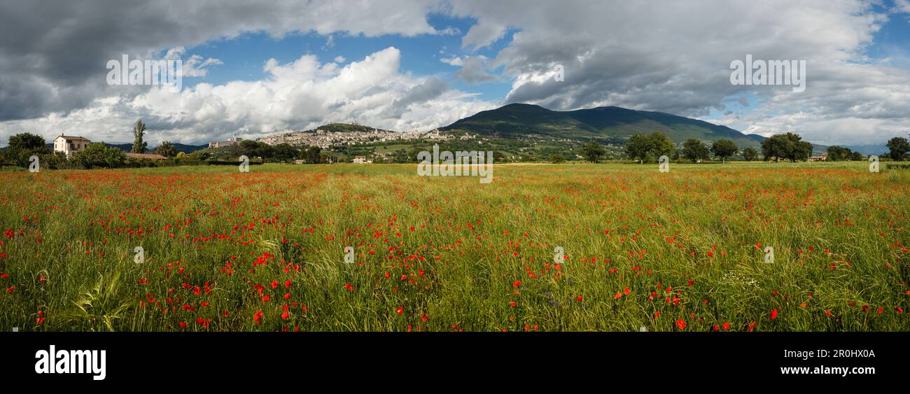 Panorama of Assisi with poppy field, UNESCO World Heritage Site, St ...
