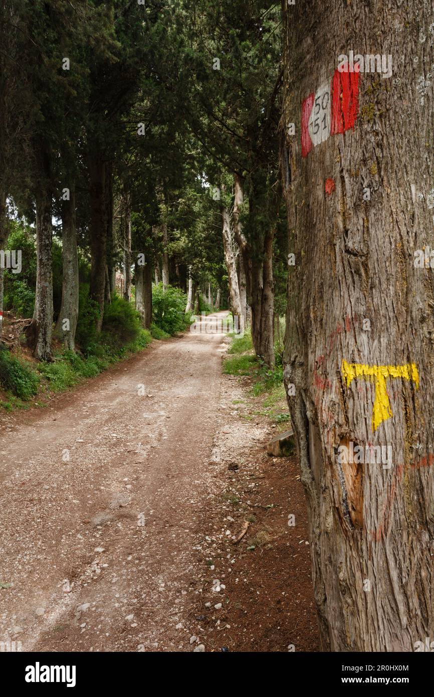 Tau symbol in an alley of cypress trees, direction sign for the Via ...