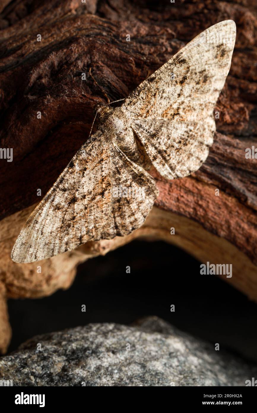 Mottled beauty alcis repandata hi-res stock photography and images - Alamy