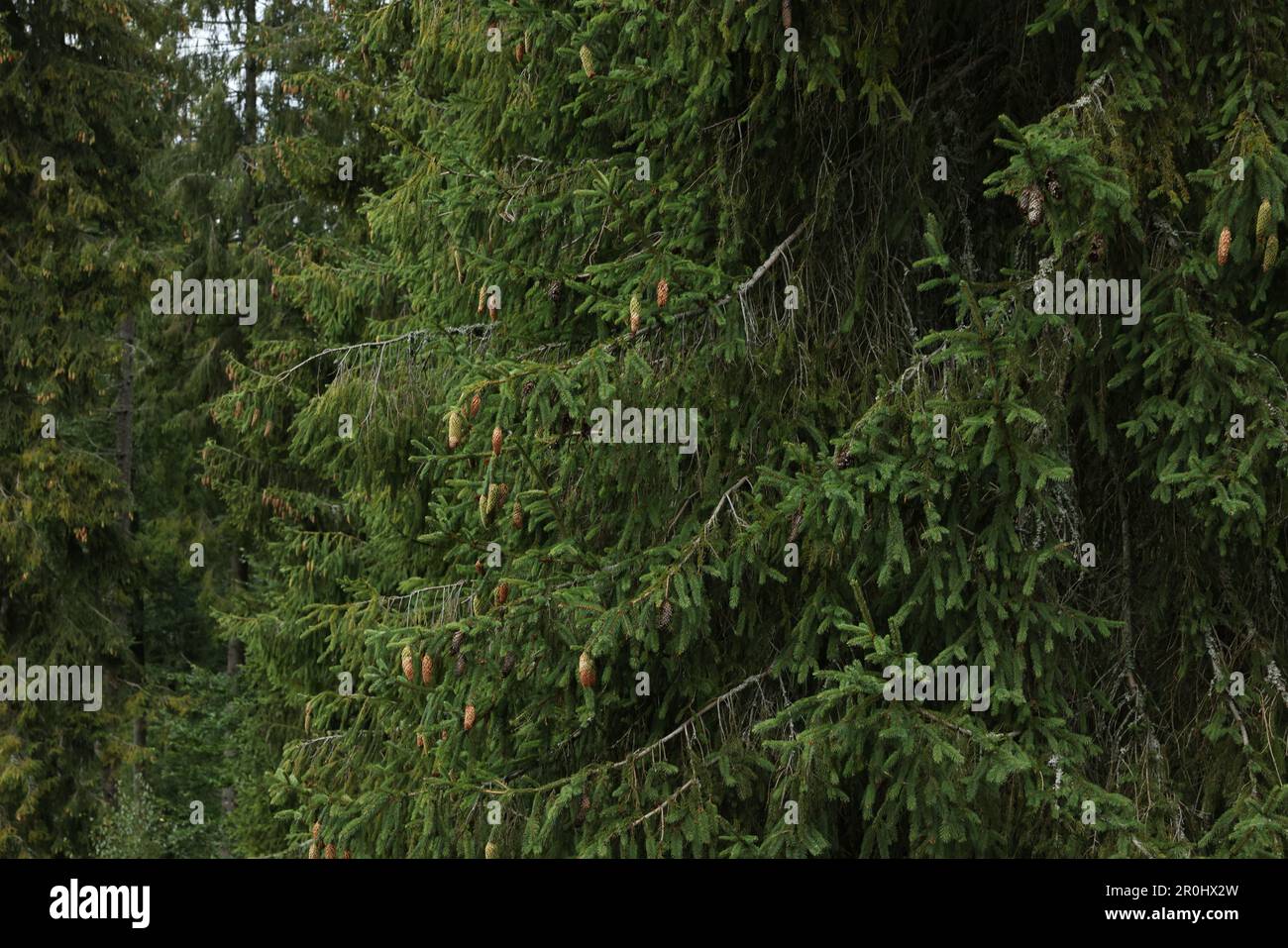 Beautiful green coniferous trees with cones in forest Stock Photo - Alamy