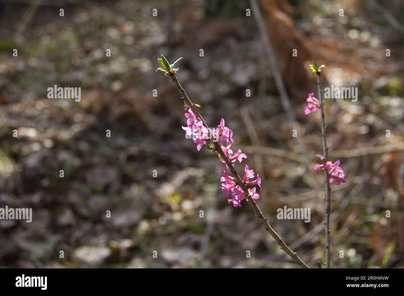 Blooming branch of february daphne, Daphne mezereum in sunny spring day ...
