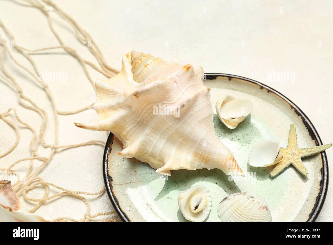 Marine shell plates hi-res stock photography and images - Alamy