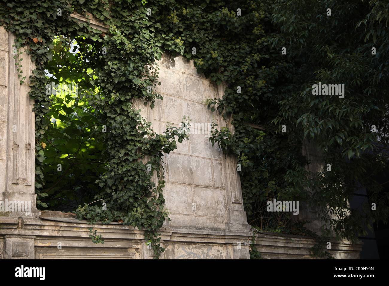 Old abandoned building covered with climber plants Stock Photo - Alamy