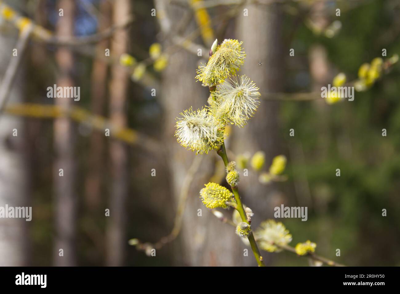 Goat willow, Salix caprea, blooming branh with yellow buds in early ...