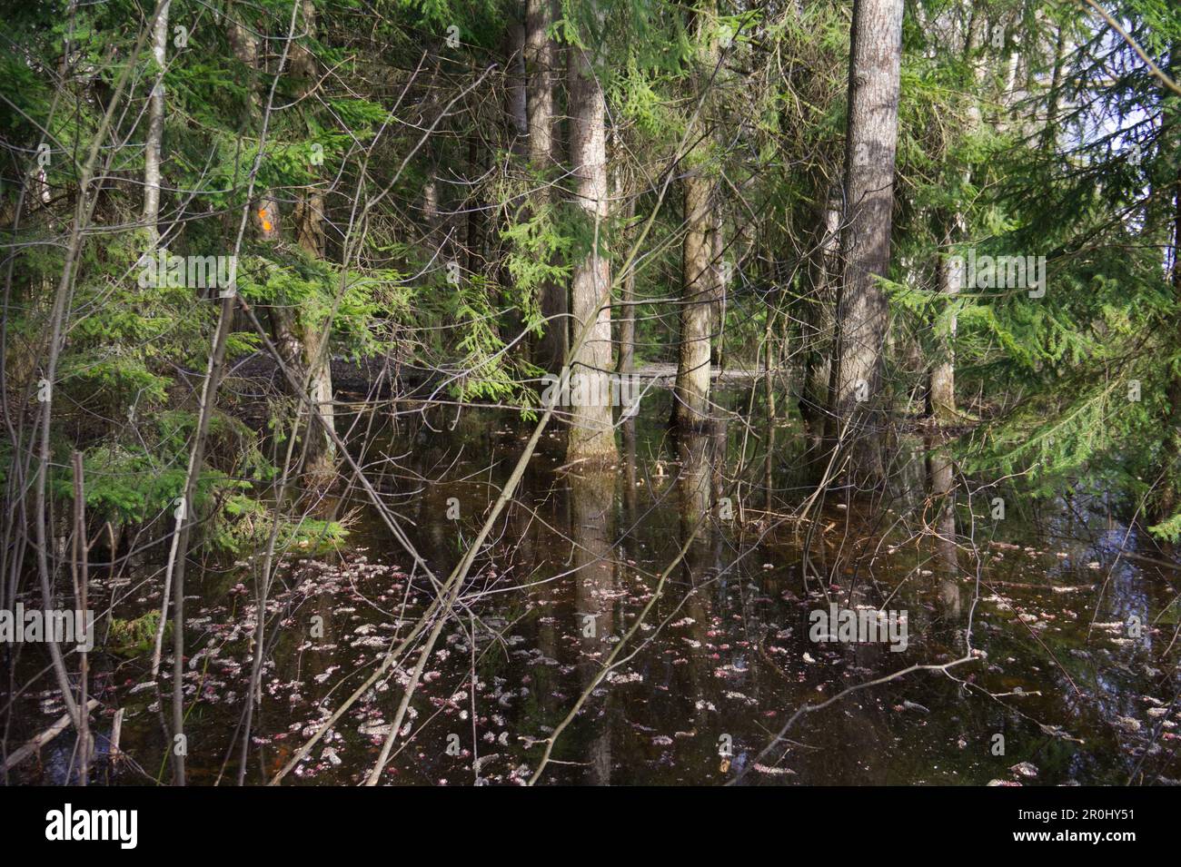Wood flood hi-res stock photography and images - Alamy
