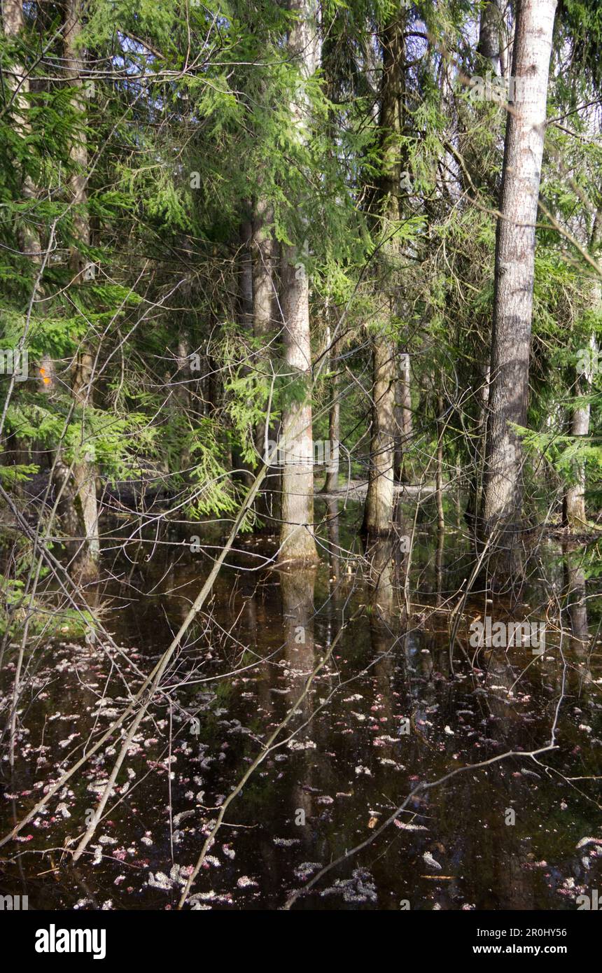 Spring flooded spruce trees. High water in april forest. Black water of ...