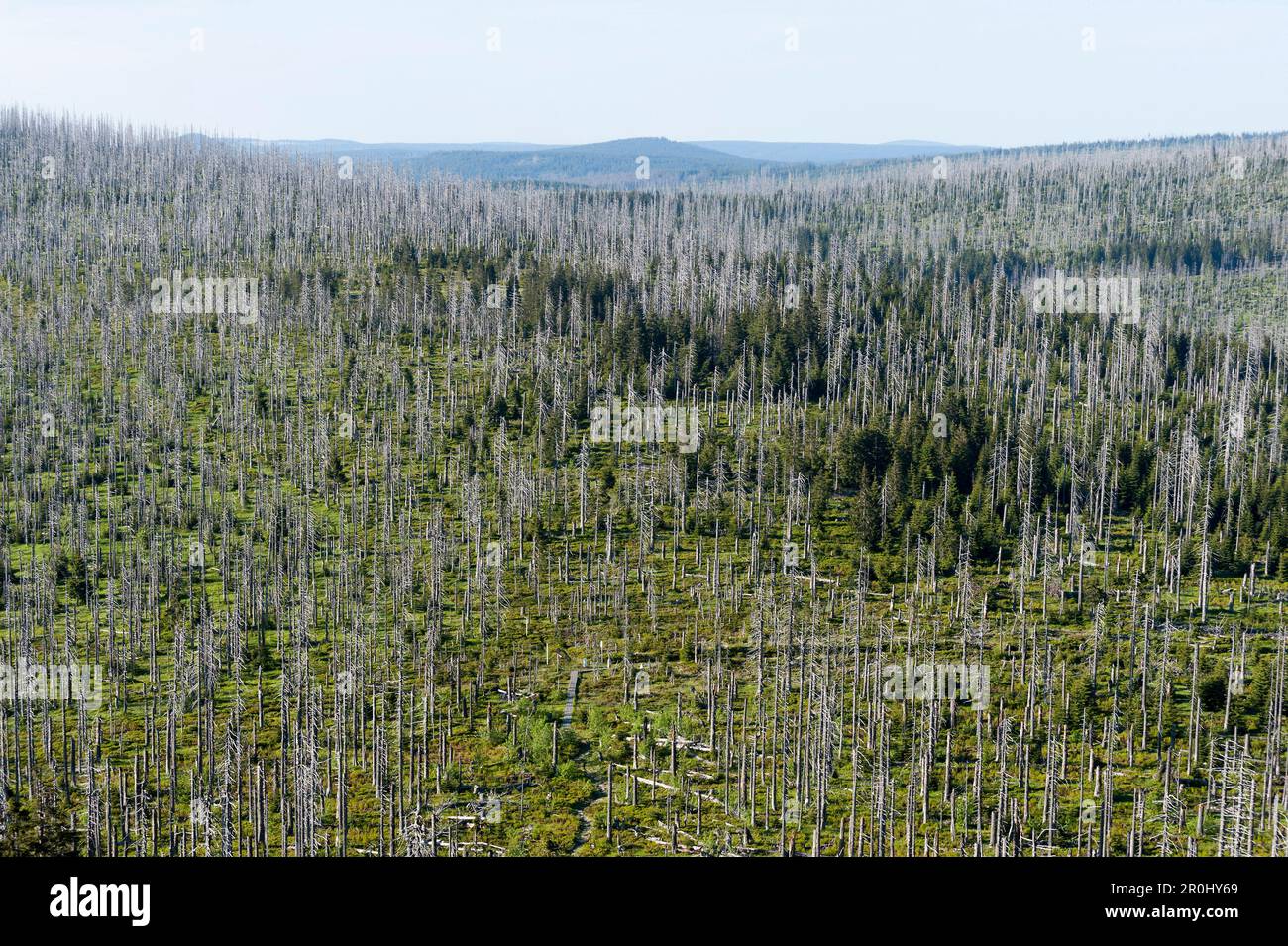 Dead forest on the German-Czech Border, Mt. Lusen, Bavarian Forest National Park, Bavaria ...