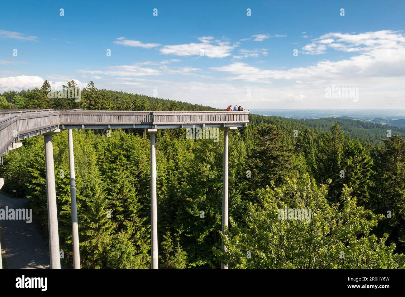 Tree top walk over a spruce forest, Maibrunn, Bavarian Forest, Bavaria ...