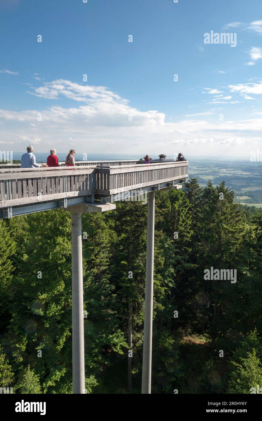 Tree top walk over a spruce forest, Maibrunn, Bavarian Forest, Bavaria ...