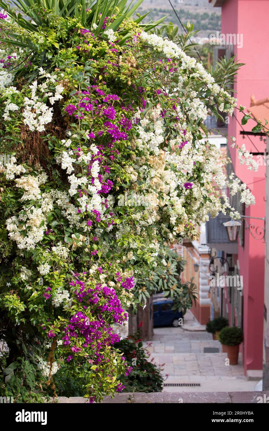 Bougainvillea flowers in the old town, Nafplio, Nauplia, Peloponnese ...