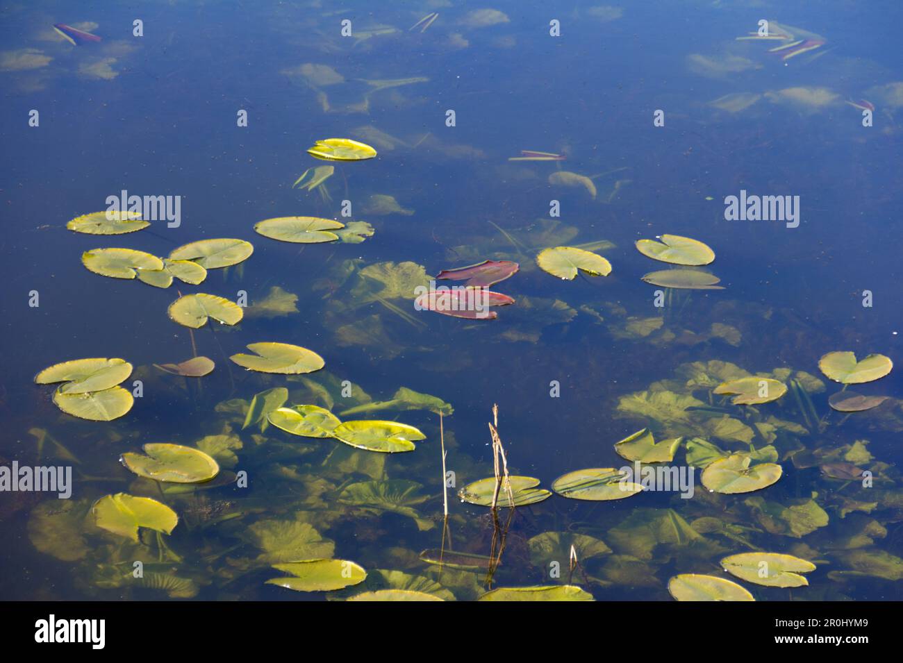 Dark pool of water with plants hi-res stock photography and images - Alamy