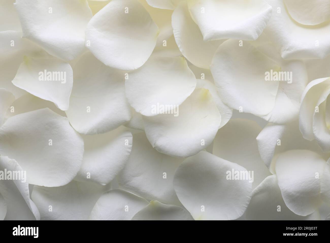 Beautiful white rose flower petals as background, top view Stock Photo ...