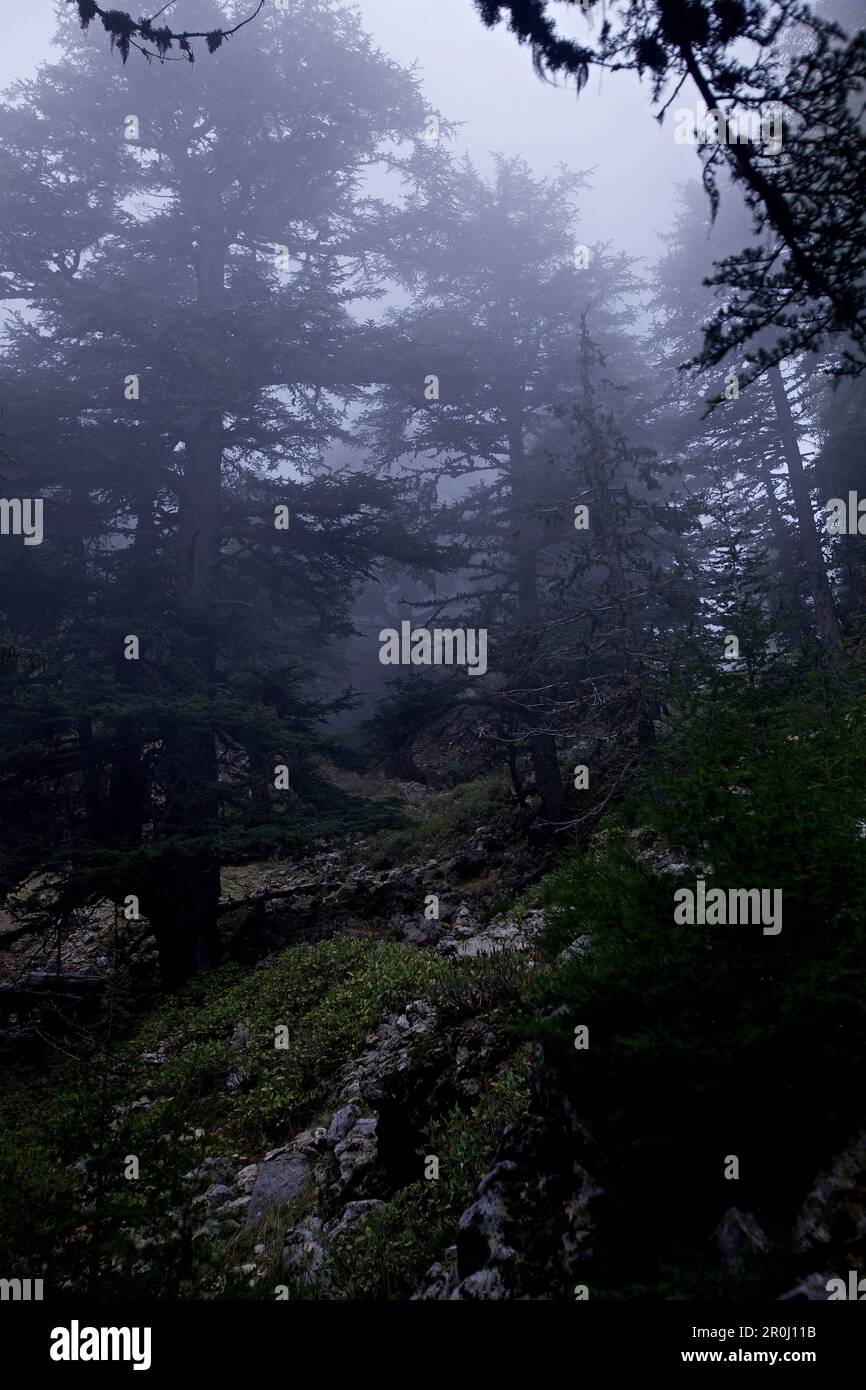 Forest in mist, long-distance footpath Lycian Way, Antalya, Turkey ...