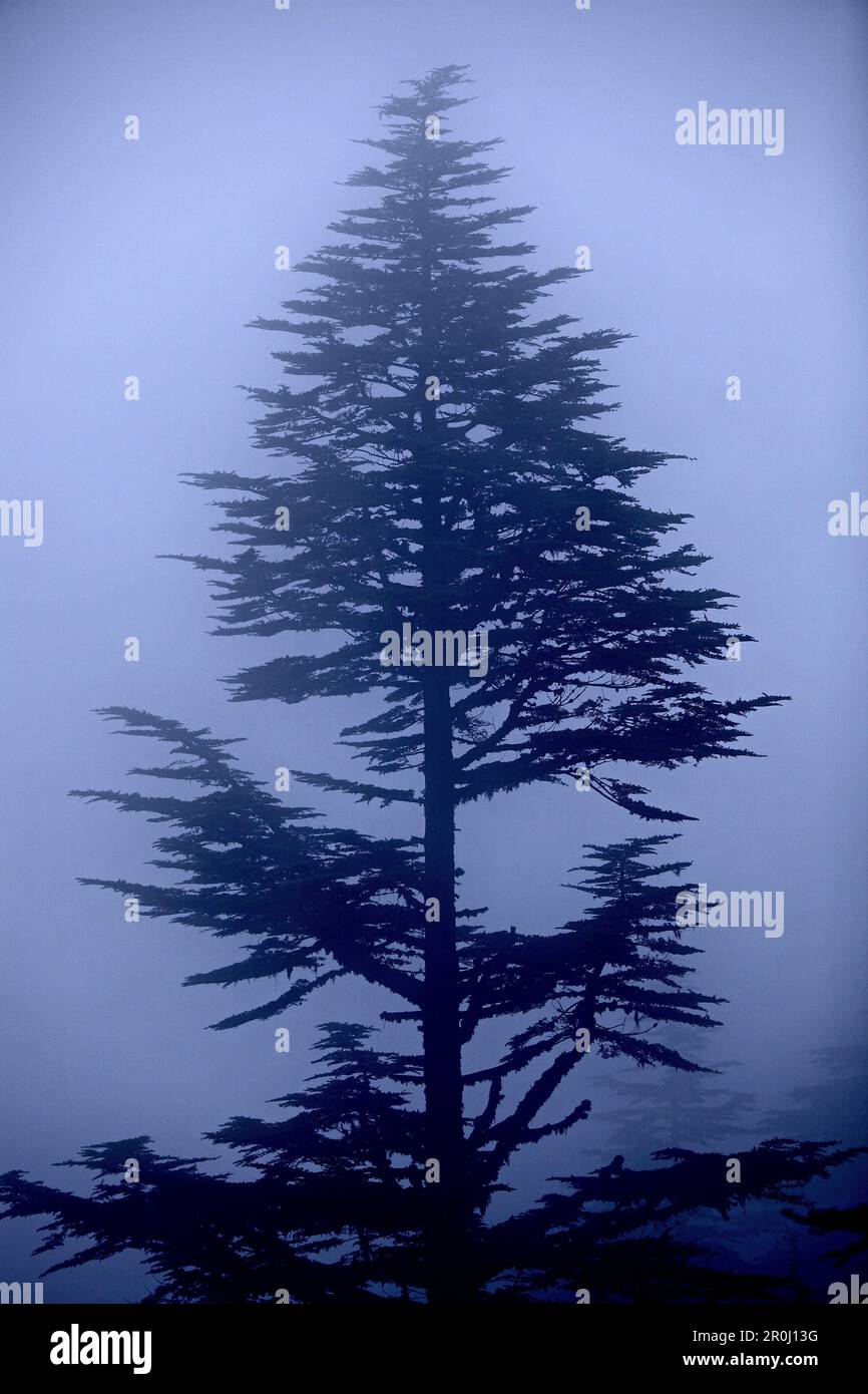 Tree in mist, long-distance footpath Lycian Way, Antalya, Turkey Stock ...