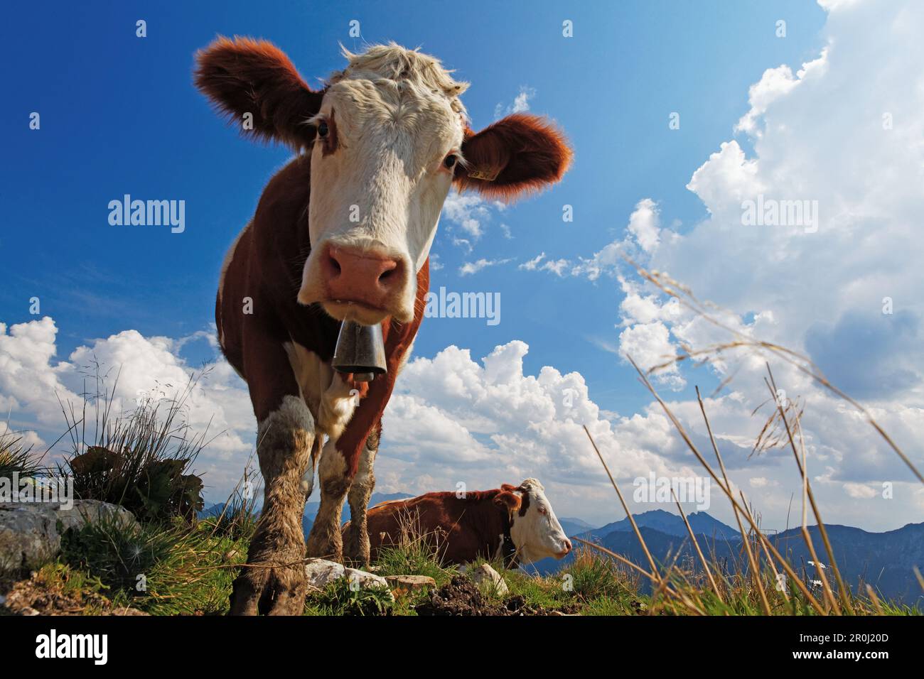Cow in a meadow on Wallberg, Rottach-Egern, Lake Tegernsee, Upper ...