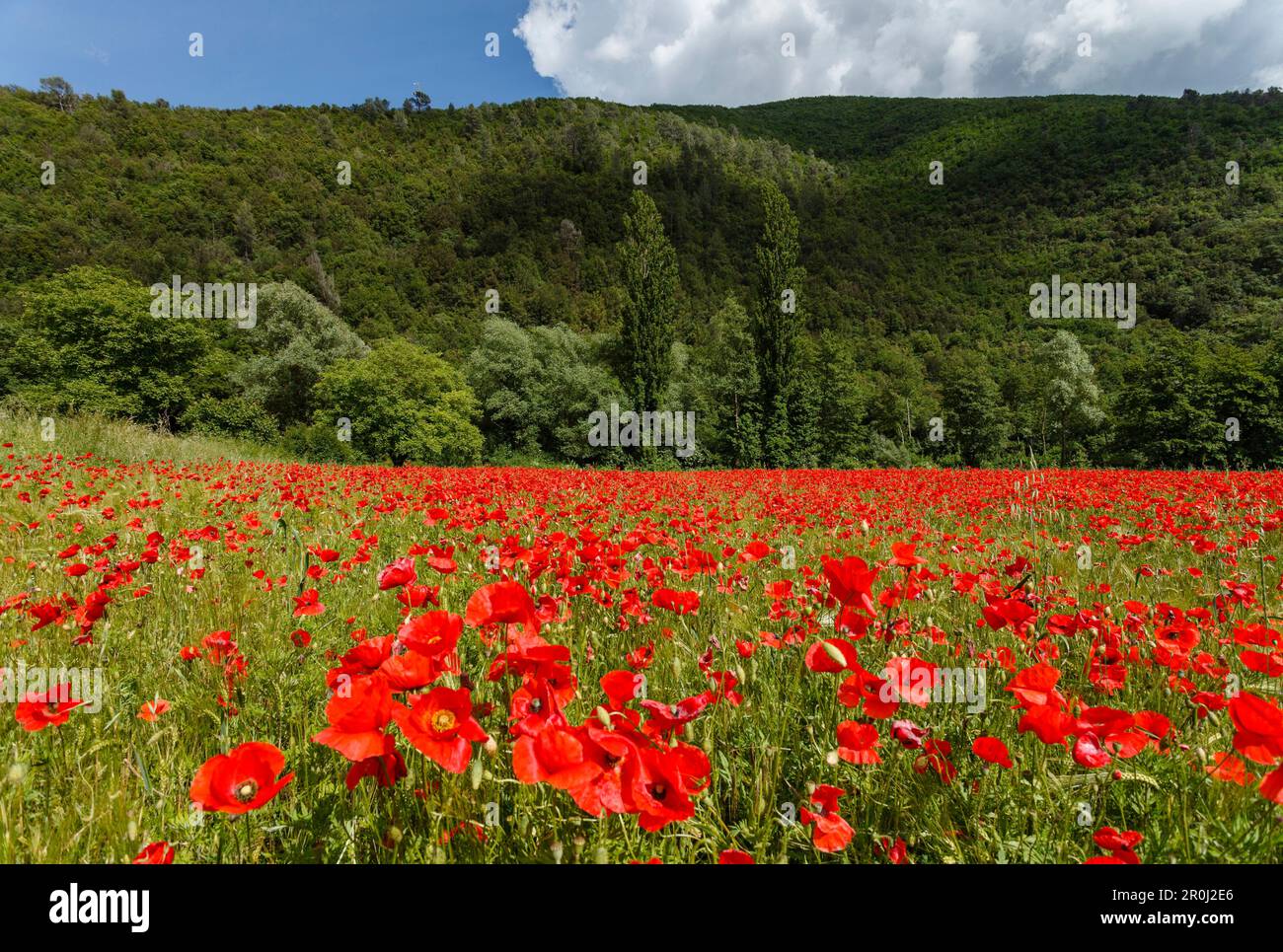 Poppy field in the valley of the Nera river, Vallo di Nera, Valnerina ...