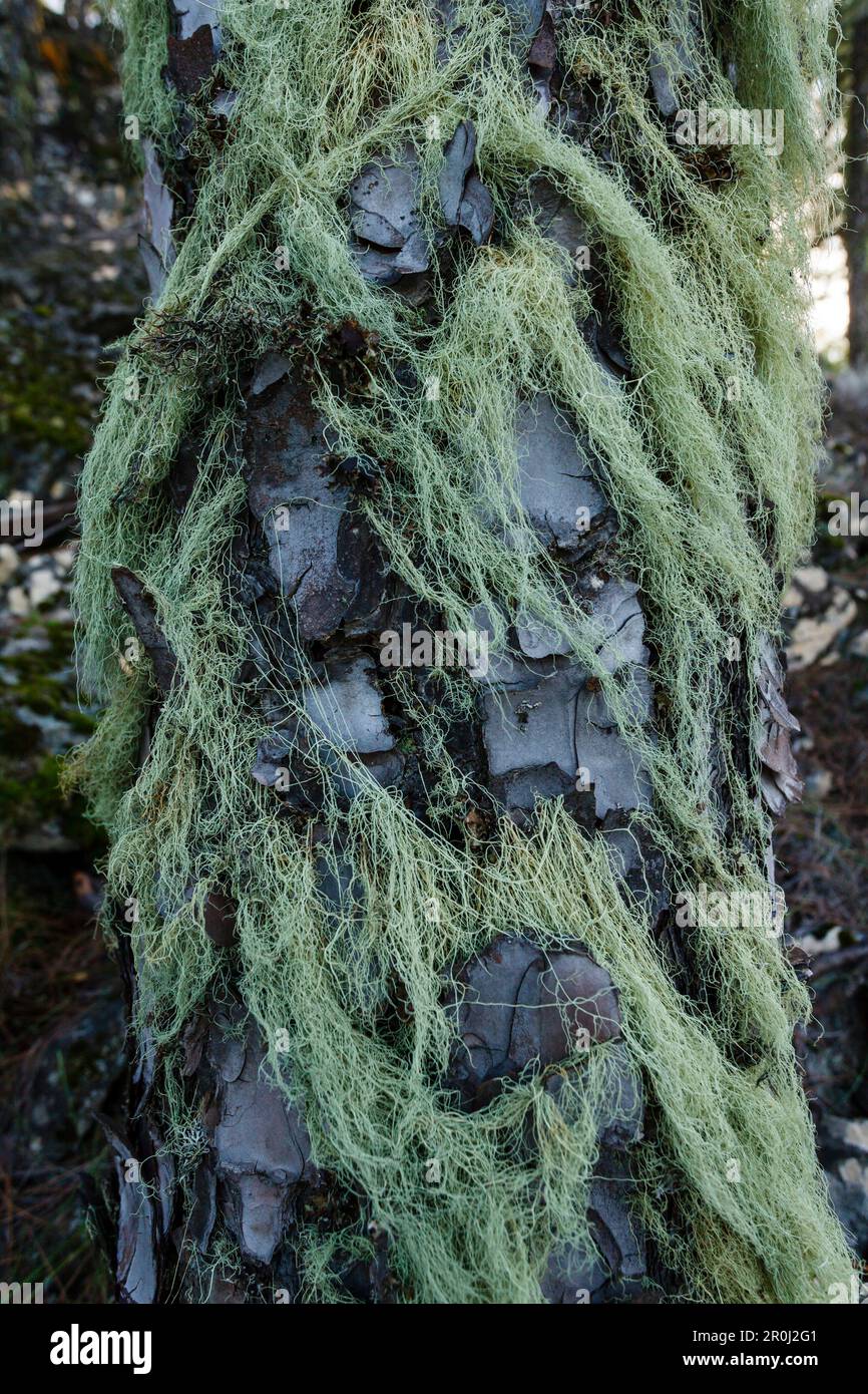 beard lichen, lat. Usnea, Tamadaba pine forest, canarian pine trees ...