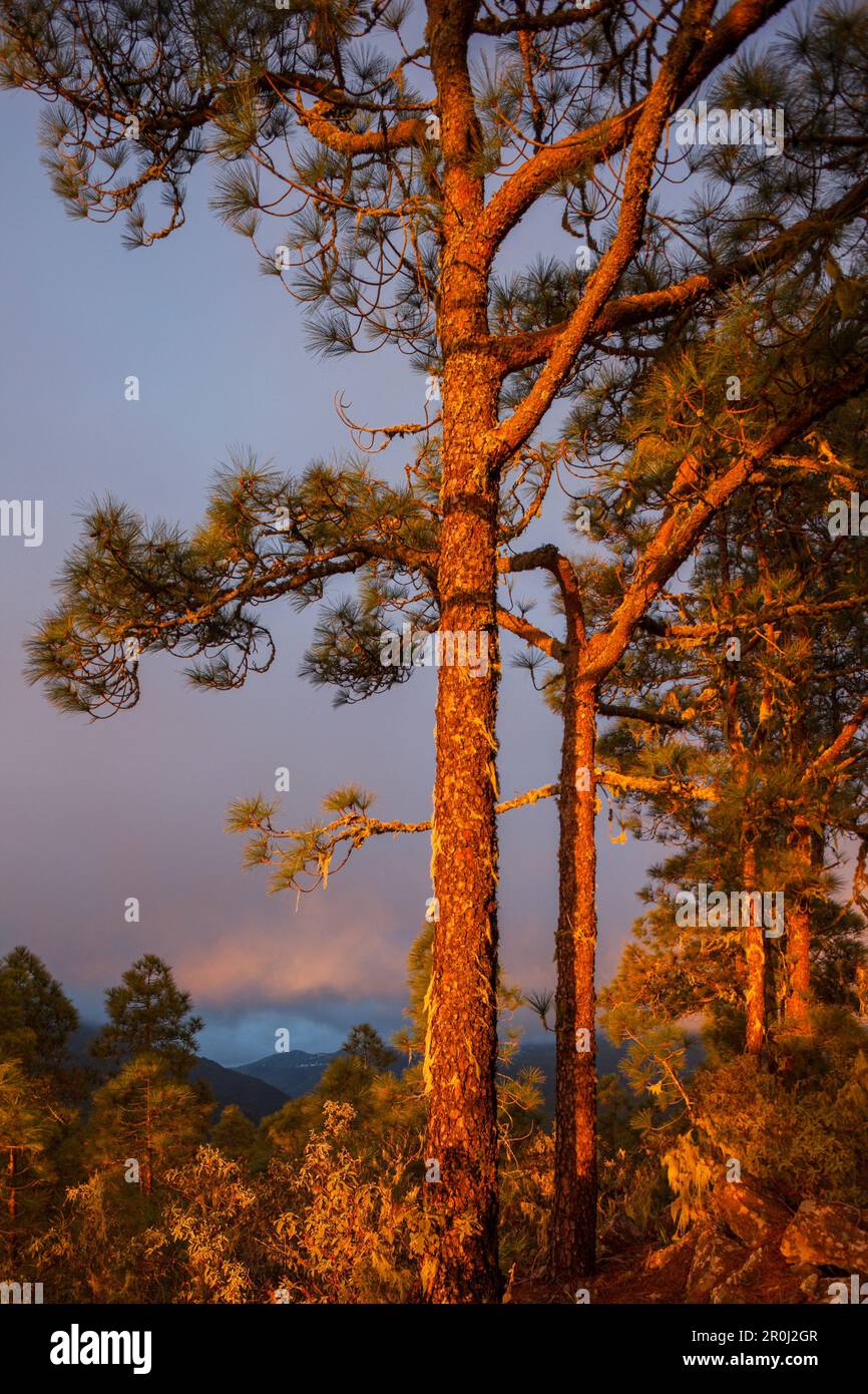Canarian pine trees, Tamadaba wood, Natural Preserve, Parque Natural de ...