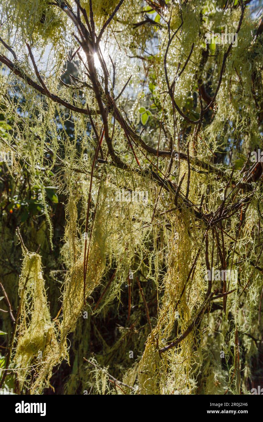beard lichen, lat. Usnea, Tamadaba pine forest, canarian pine trees ...