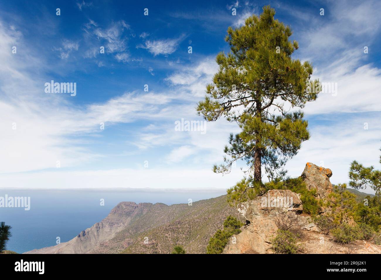 View from Tamadaba pine forest, canarian pine tree, mountains, Natural ...