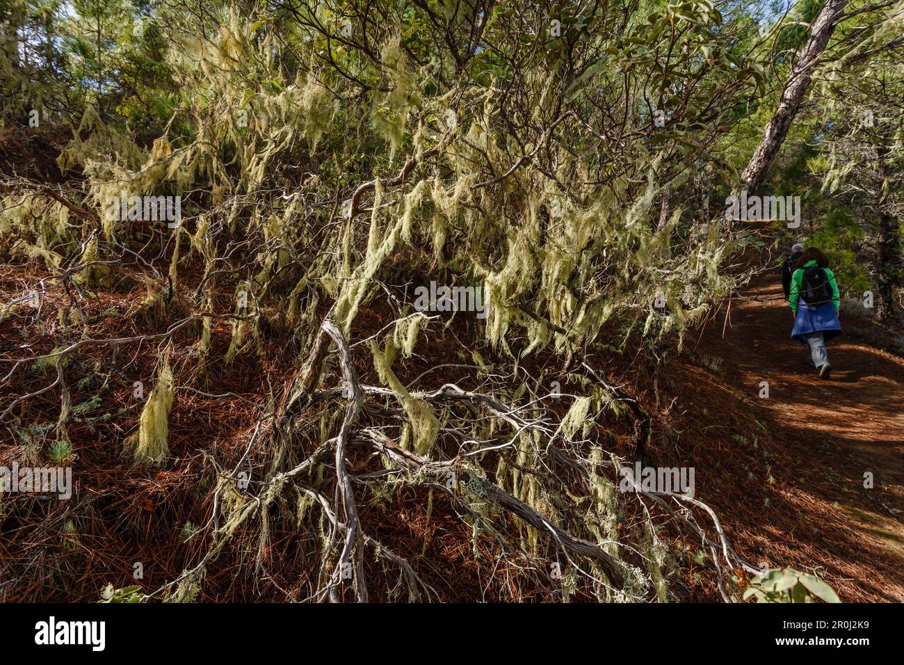 Beard lichen, lat. Usnea, Tamadaba pine forest, canarian pine trees ...
