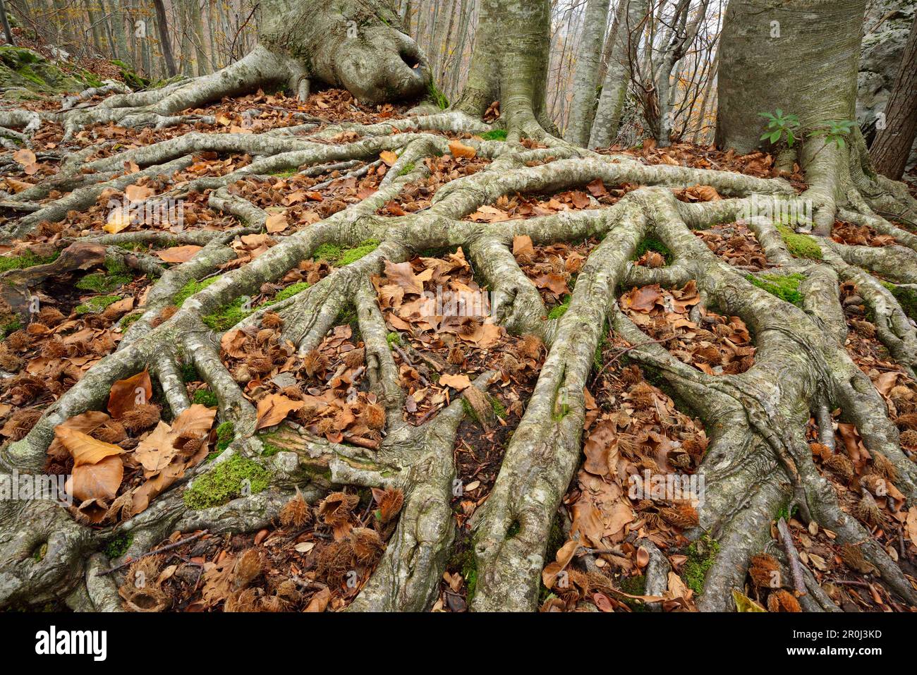 Beech trees roots on forest floor, Tuskany, Italy Stock Photo - Alamy