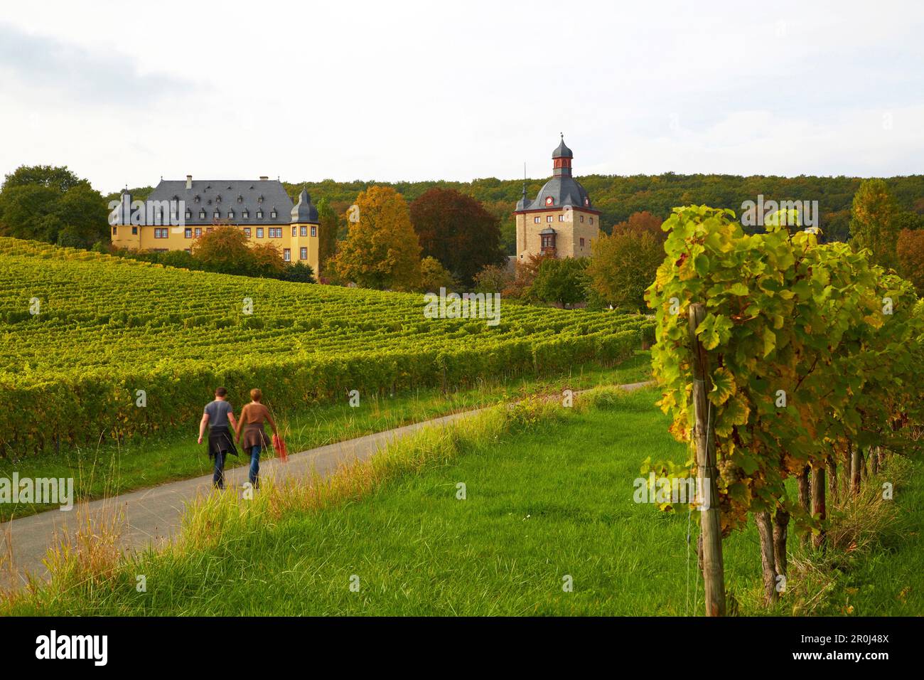 Winery, Schloss Vollrads near Oestrich-Winkel, Mittelrhein, Middle ...