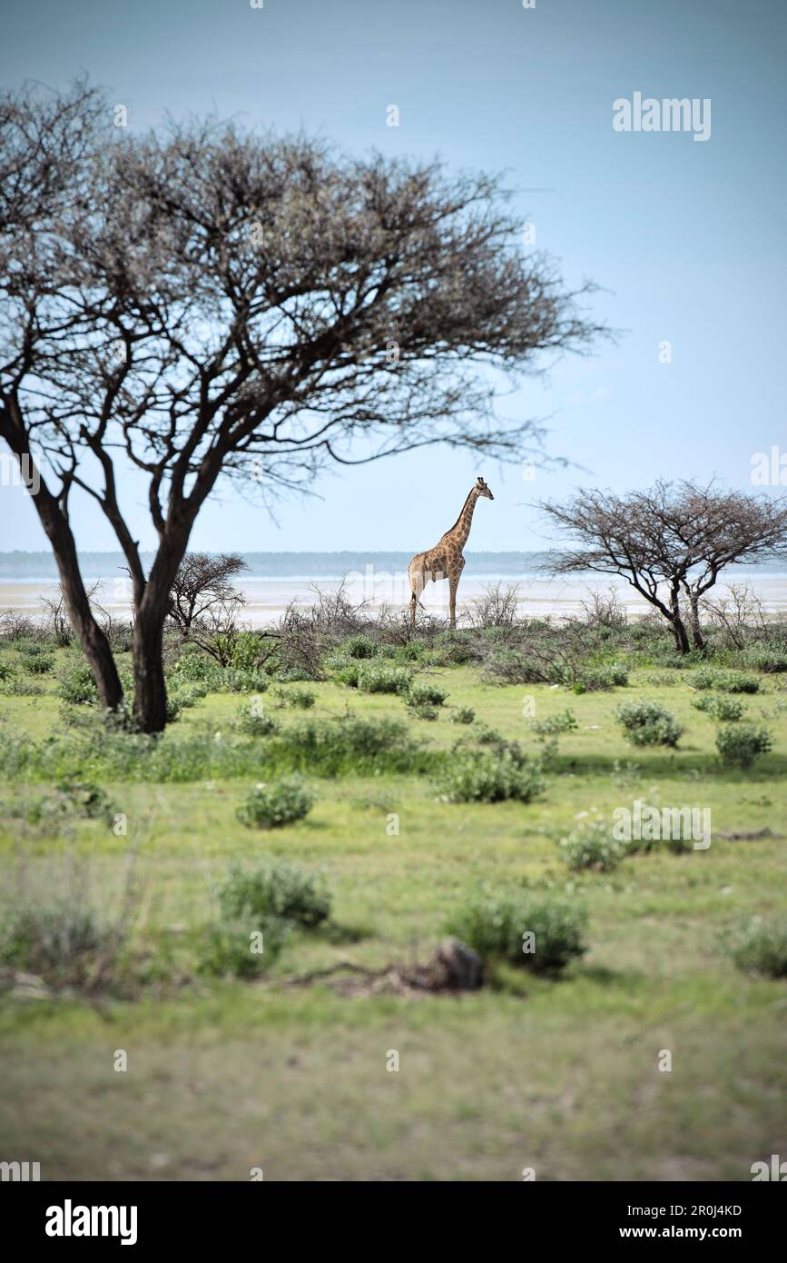 Giraffe between umbrella acacia (typical african tree), Etosha National ...