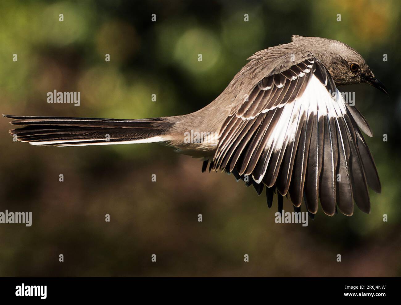 Mockingbird in flight hi-res stock photography and images - Alamy