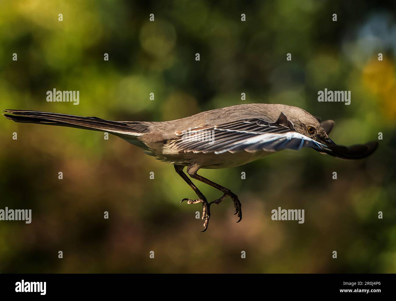 A Northern Mockingbird in flight Stock Photo - Alamy