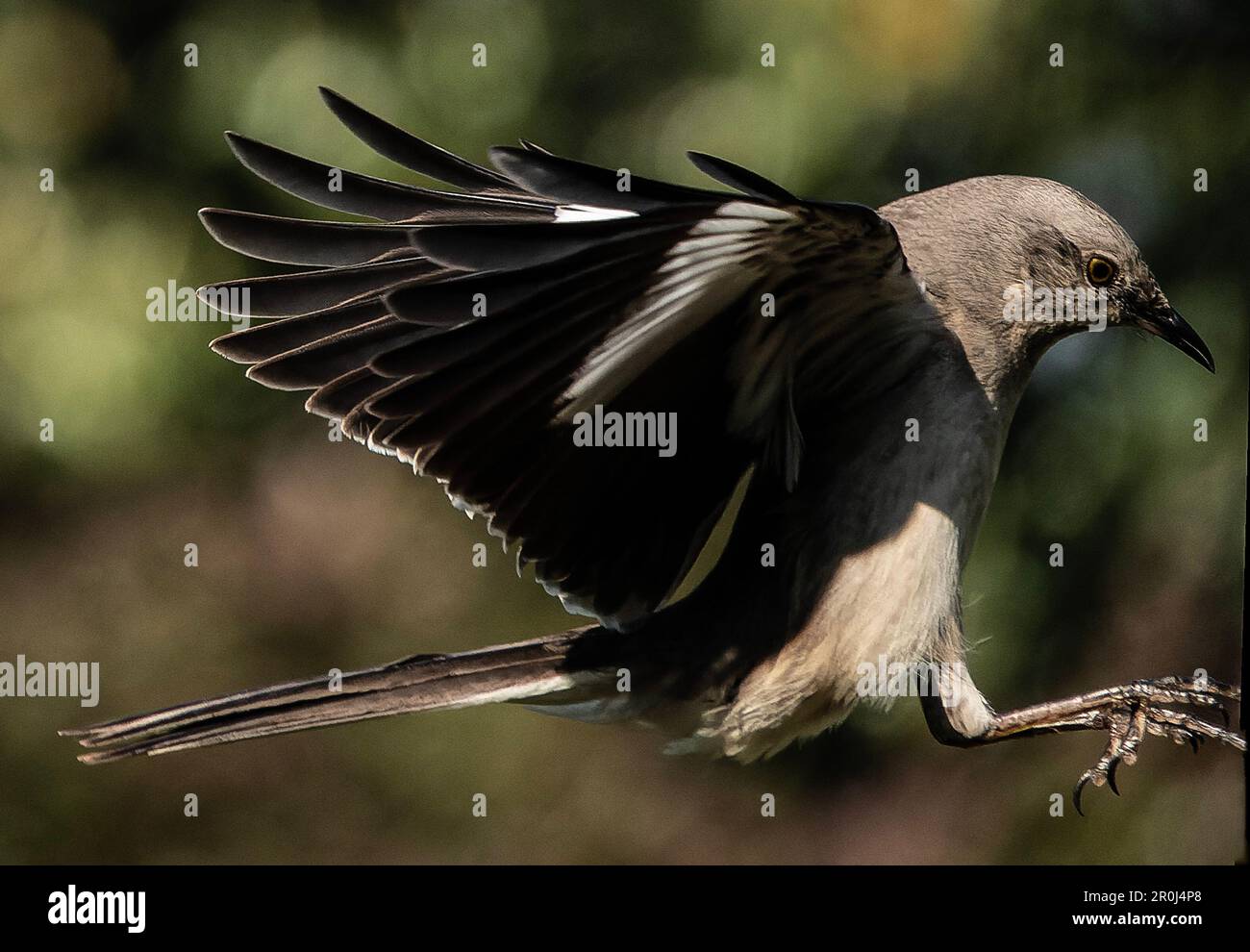 Mockingbird in flight hi-res stock photography and images - Alamy