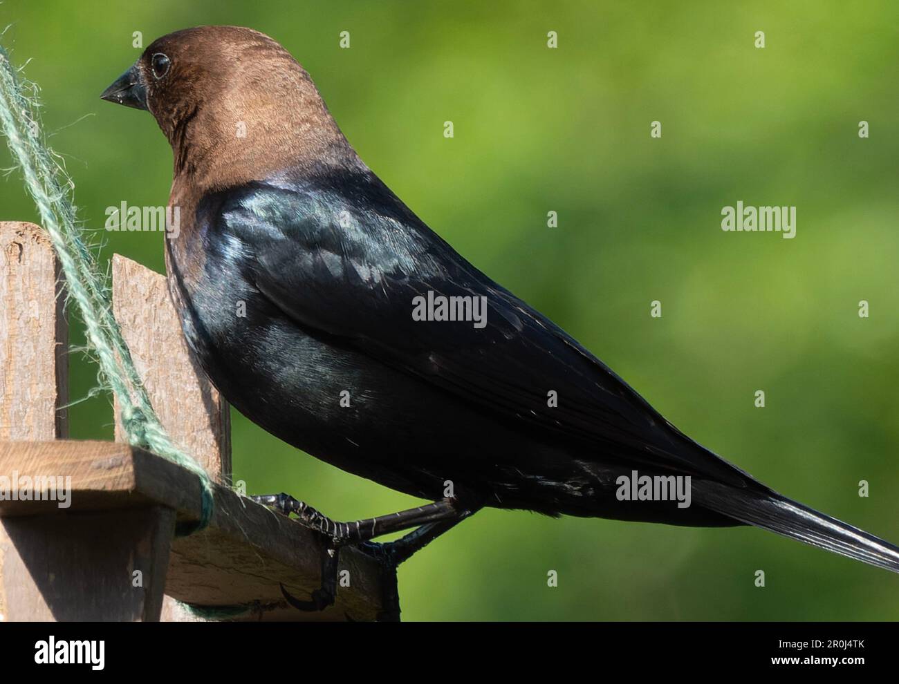 A Brown-Headed Cowbird on the deck Stock Photo - Alamy