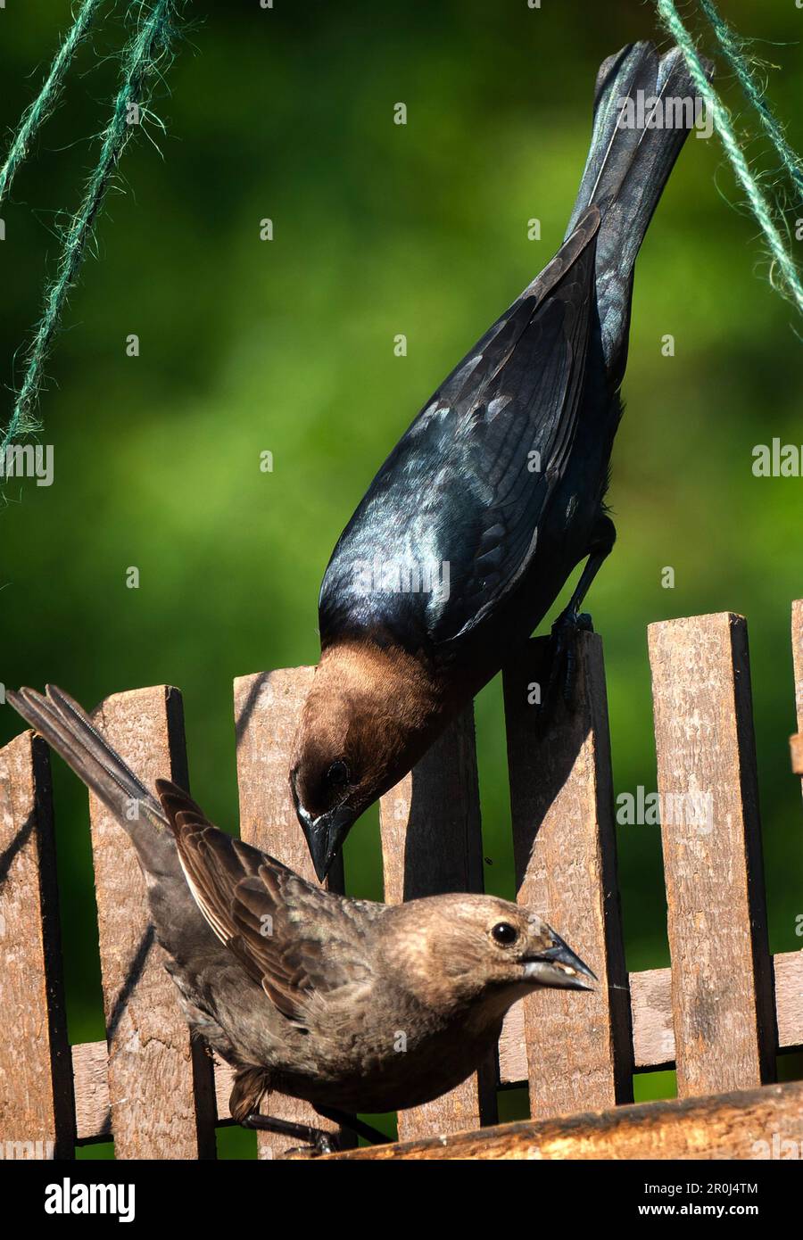 A Brown-Headed Cowbird on the deck Stock Photo - Alamy