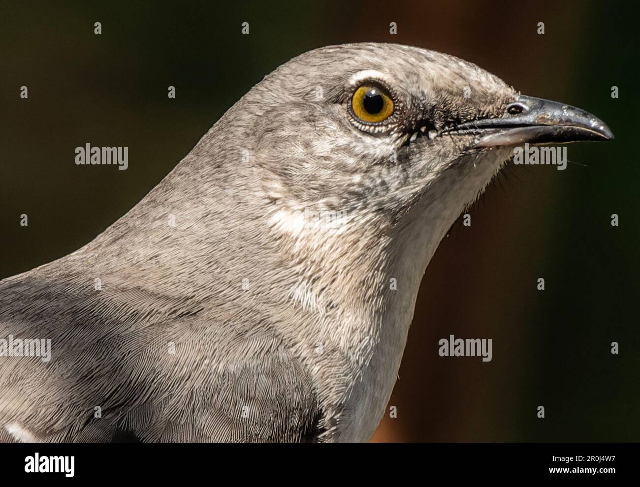 A Northern Mockingbird poses for a portrait Stock Photo - Alamy