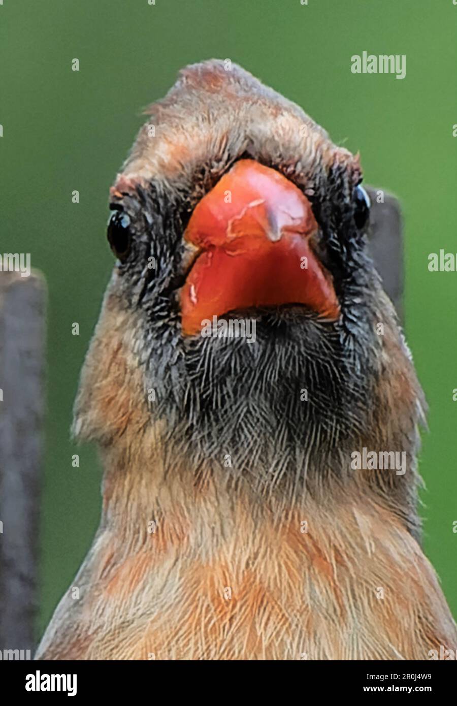 Portrait of a Northern Cardinal Stock Photo - Alamy