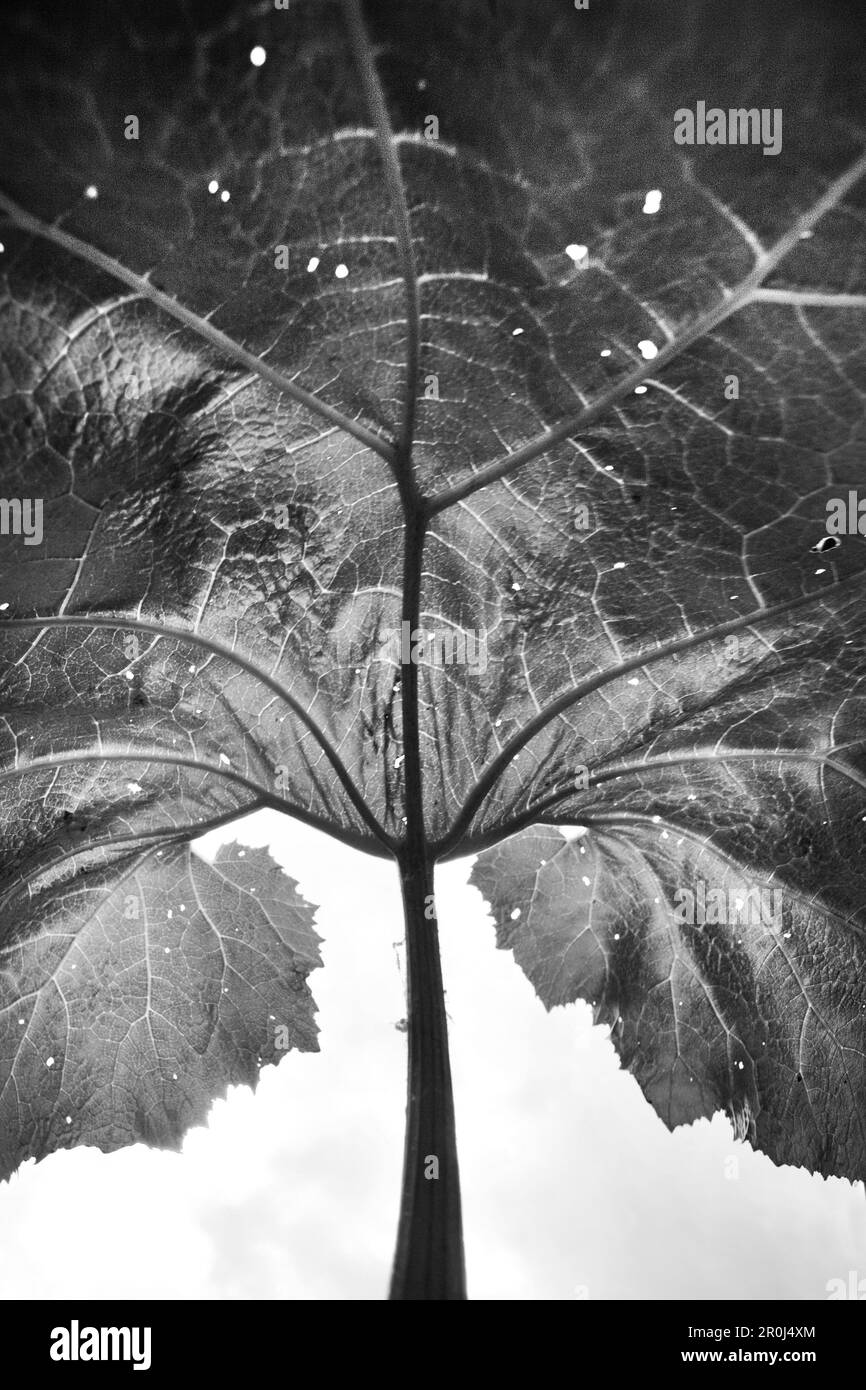 Plants leaf structure Black and White Stock Photos & Images - Alamy