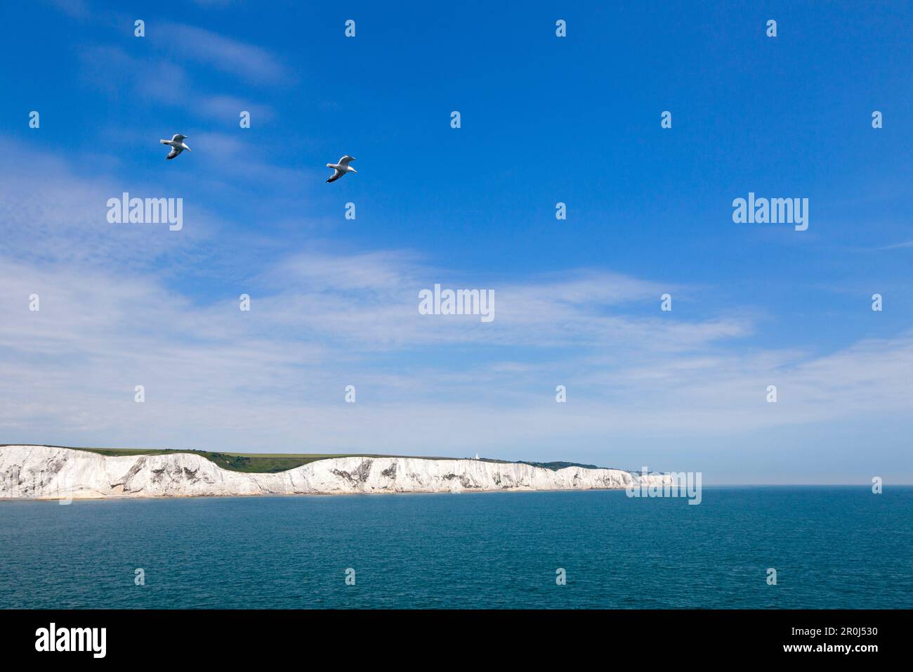 Seagulls at the White Cliffs of Dover, Kent, Great Britain Stock Photo ...